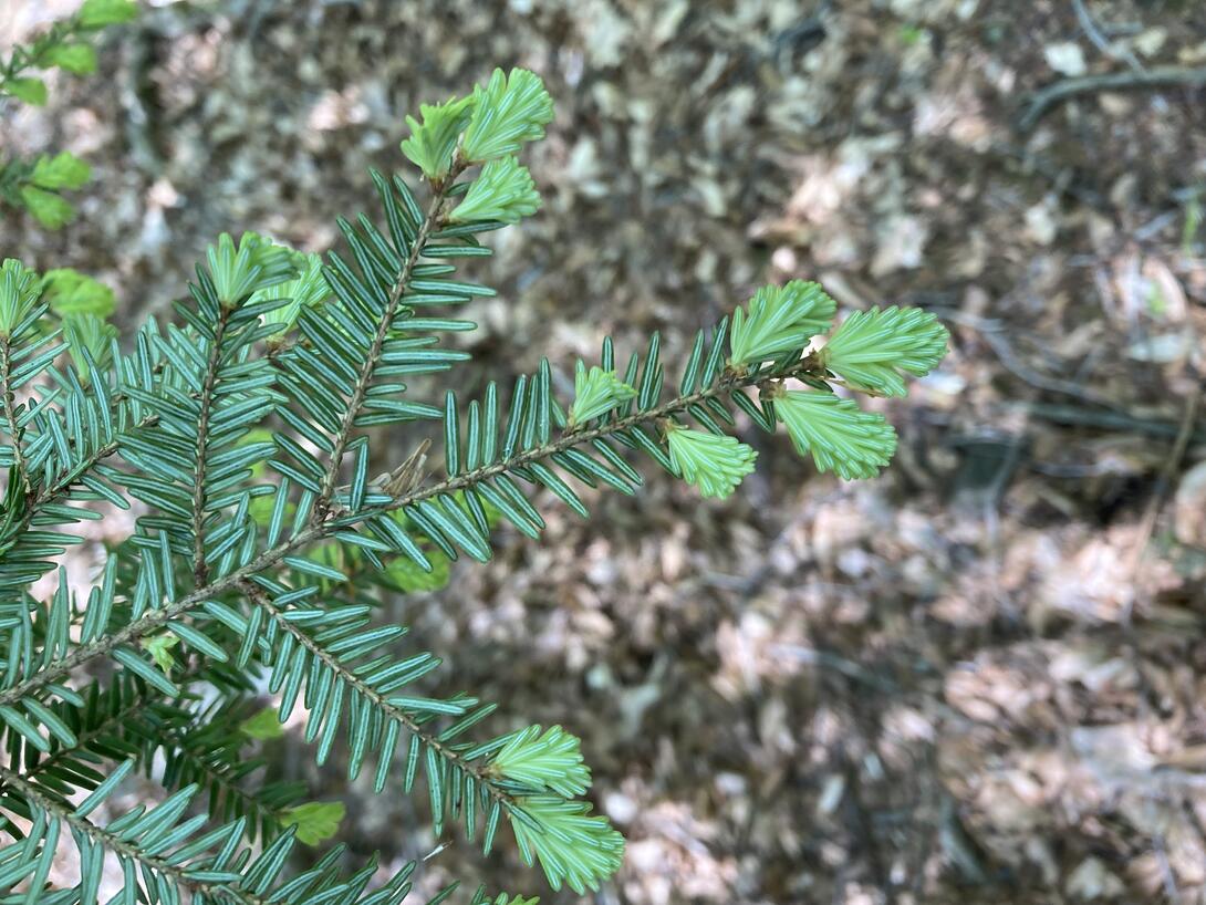 Eastern Hemlock | CMP Tree Selection Tool